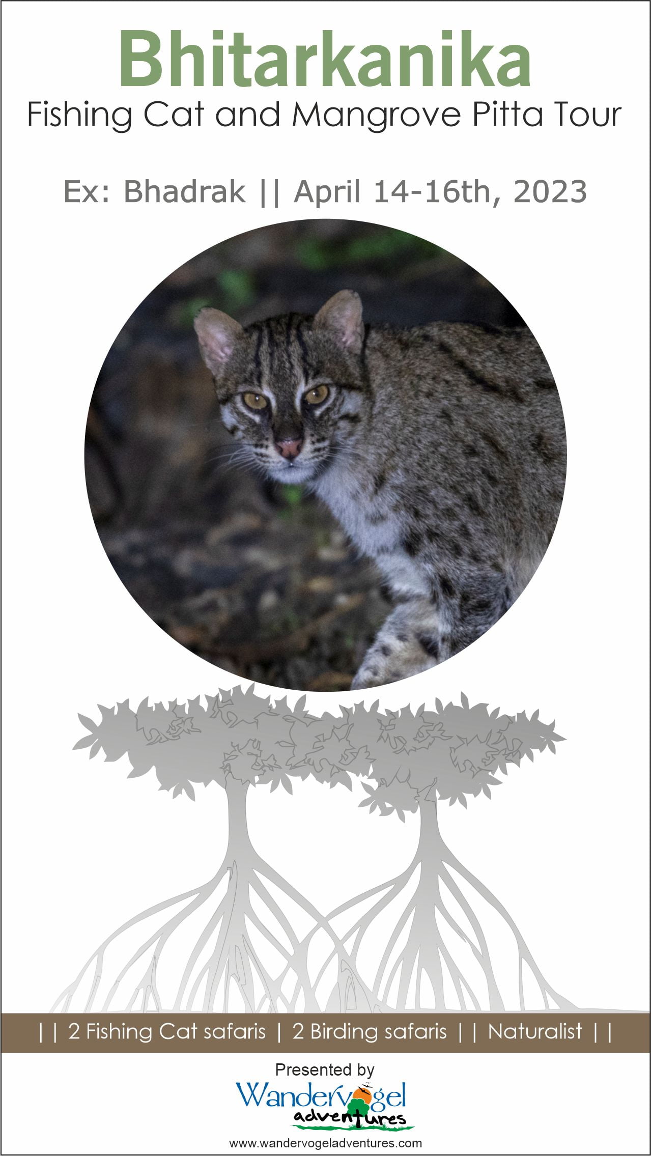 Bhitarkanika – Fishing Cat and Mangrove Pitta photo-tour - Wandervogel ...